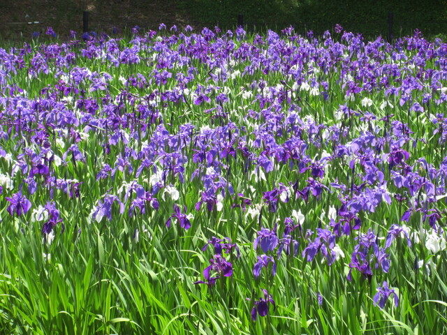かきつばた 上野台公園: このまま行こう